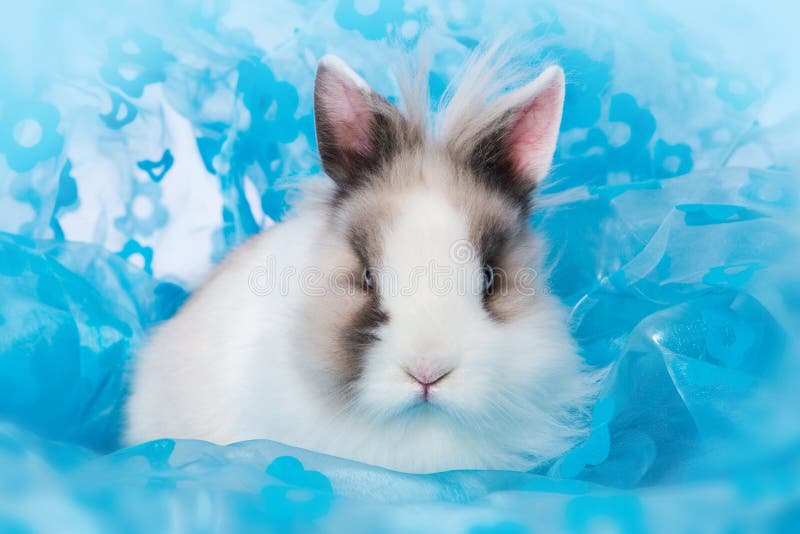 Cute Dwarf Hamster stock photo. Image of sneaky, smelling - 13220136