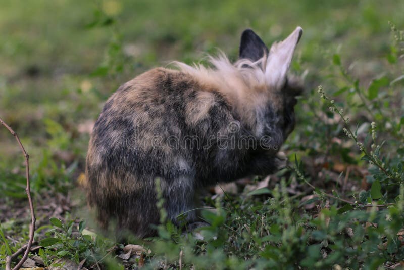 Cute Dwarf Rabbit Cleaning Routine Outdoors Stock Image - Image of ...