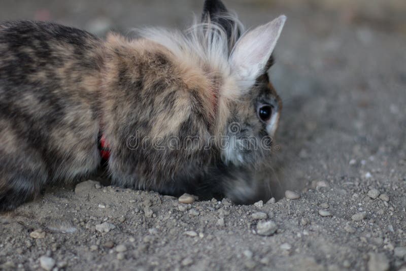 Cute Dwarf Rabbit Digging a Hole Stock Photo - Image of sweet, dwarf ...