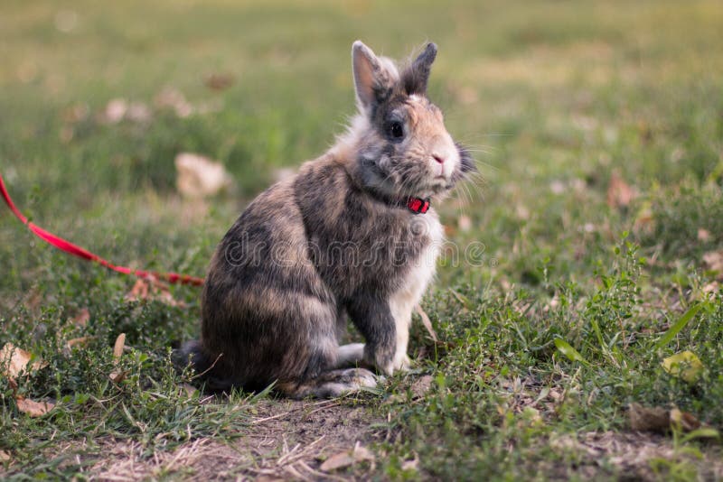 Cute Brown Dwarf Rabbit Standing on Two Legs, Outdoors in Nature Stock ...