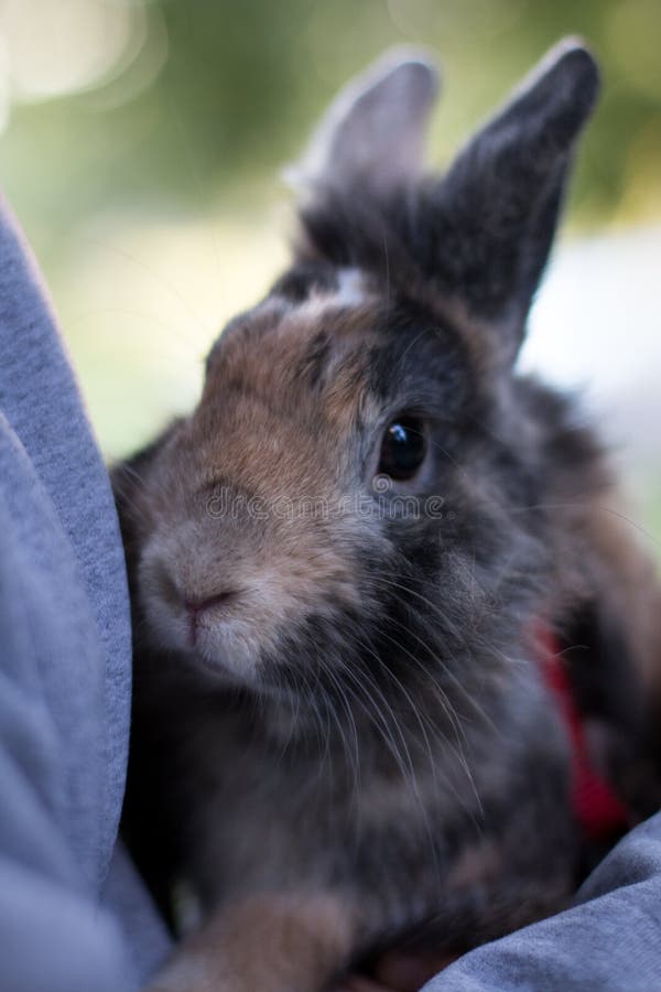 Cute Brown Dwarf Rabbit Standing on Two Legs, Outdoors in Nature Stock ...