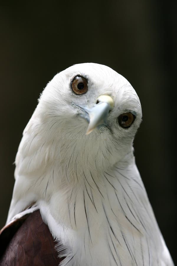 Cute Eagle stock image. Image of rare, head, eagle, crooked - 259053