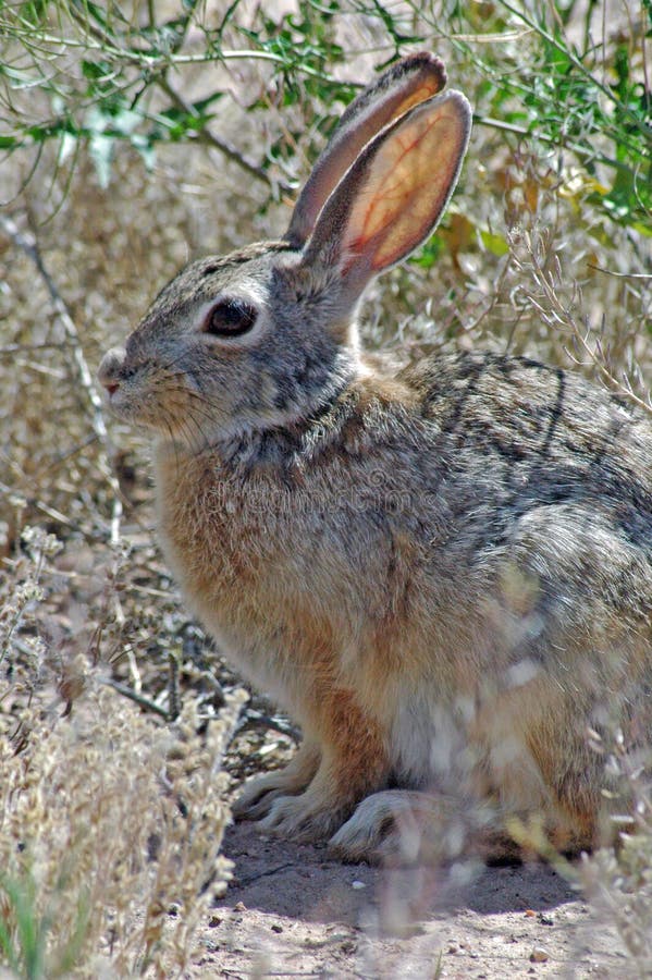 Cute Ears stock photo. Image of rabbit, ears, western, fuzzy - 195502