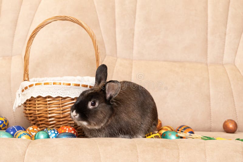 A Cute Easter Brown Rabbit Sits on a Couch with Painted Eggs. Stock ...
