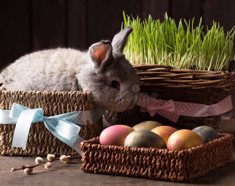 Cute Easter Bunny with Colored Eggs Stock Photo - Image of holiday ...