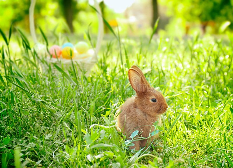 Cute Easter Bunny among Green Grass in Park Stock Image - Image of farm ...