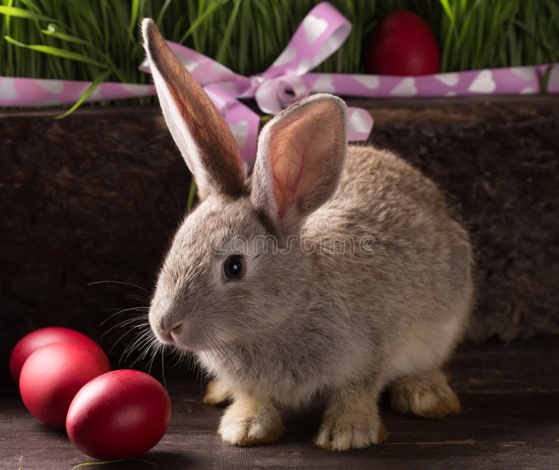 Easter bunny with red eggs stock photo. Image of holiday - 107959268