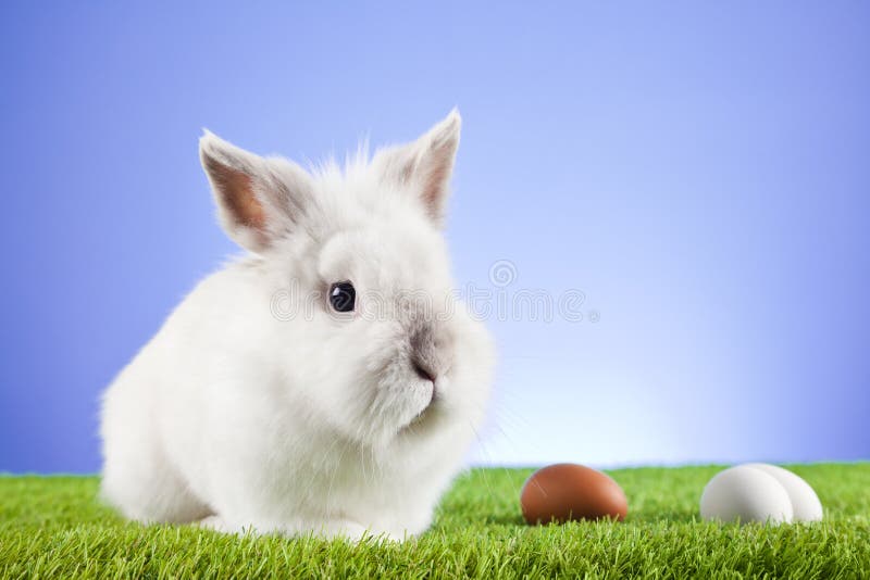 Cute Easter Bunny Sitting in Green Grass Stock Photo - Image of breed ...