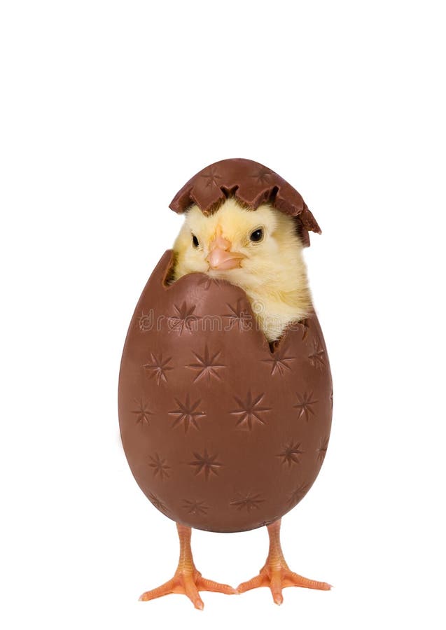 Cute Easter Chick in Chocolate Egg Stock Photo - Image of hatch ...