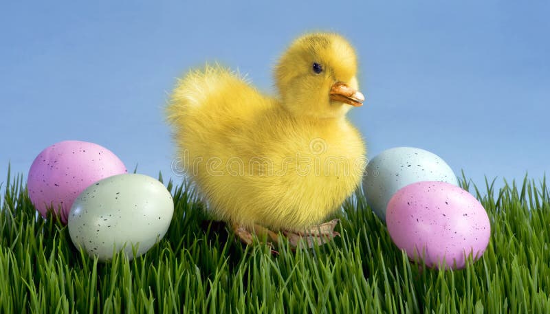 Cute Easter Duck. stock photo. Image of farm, chick, beak - 87625460
