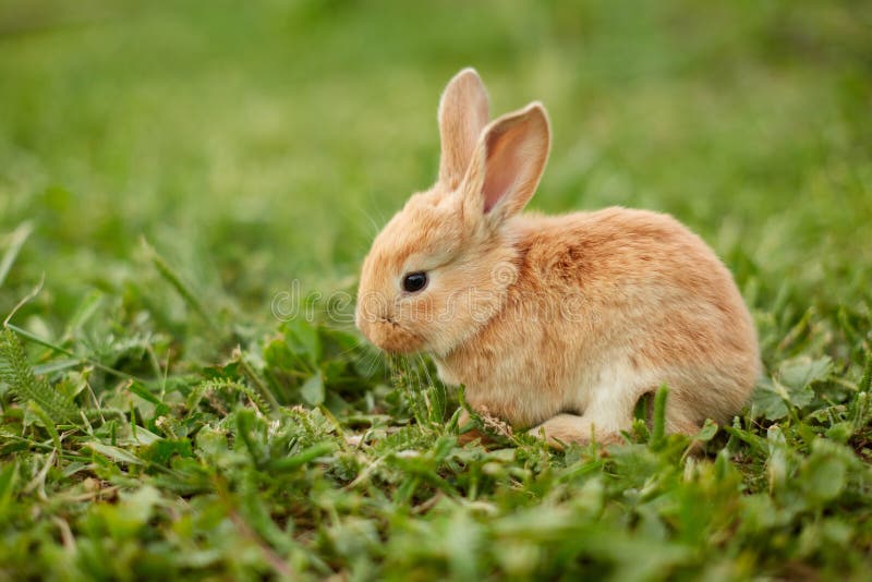 Cute Easter Orange Bunny Rabbit on Green Grass Stock Image - Image of ...