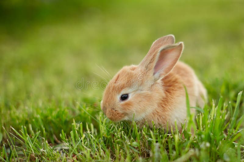 Orange Bunny Rabbit Near the Flower Composition Stock Photo - Image of ...