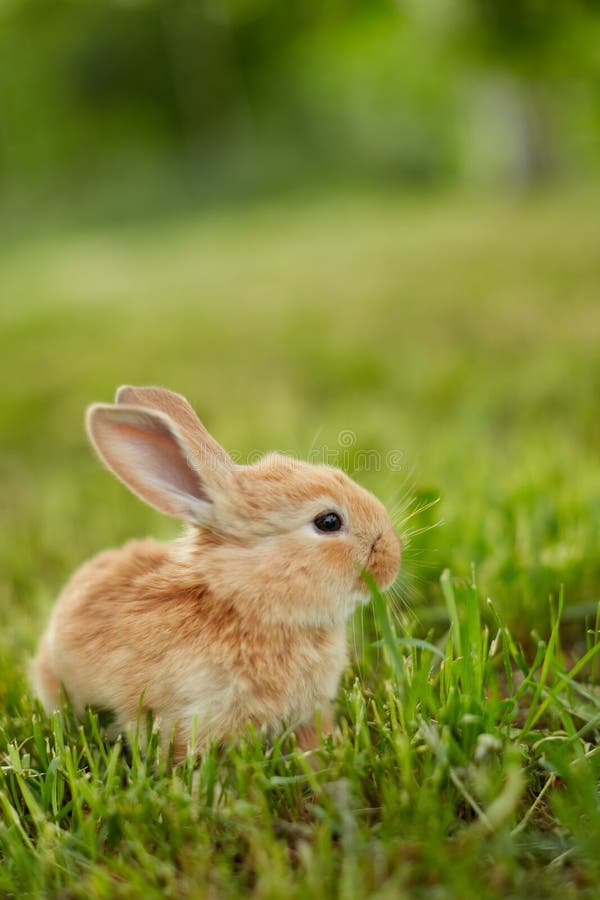 Orange Bunny Rabbit Near the Flower Composition Stock Photo - Image of ...
