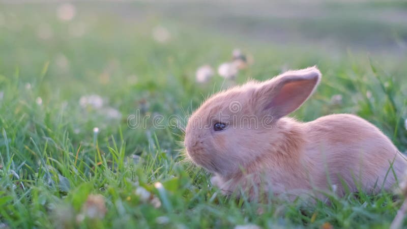 Cute Easter Orange Rabbit on Green Grass. Little Rabbit Walking ...