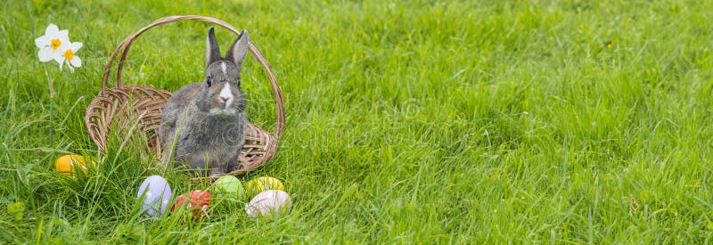 Cute Easter Rabbit in a Basket Stock Image - Image of ears, background ...