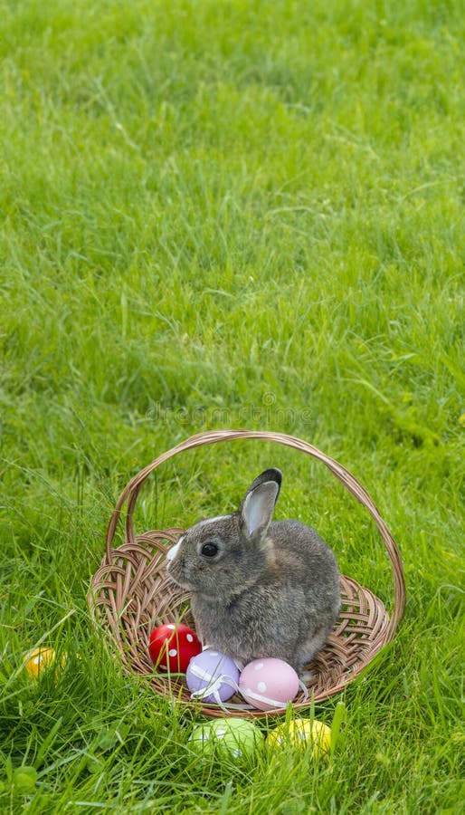 Cute Easter Rabbit in a Basket Stock Photo - Image of april ...