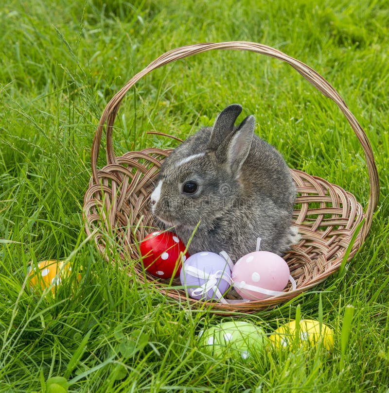 Cute Easter Rabbit in a Basket Stock Image - Image of ears, green: 30981743