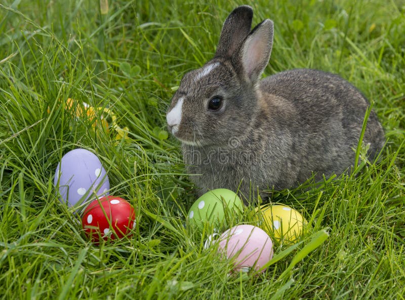 Cute Easter Rabbit stock image. Image of beam, eggs, beautiful - 1873515