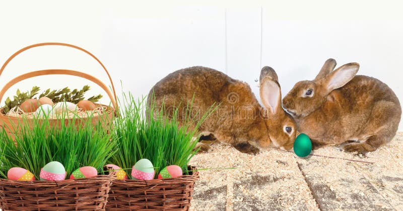 Cute Easter Rabbits Sitting in Basket Stock Image - Image of plant ...