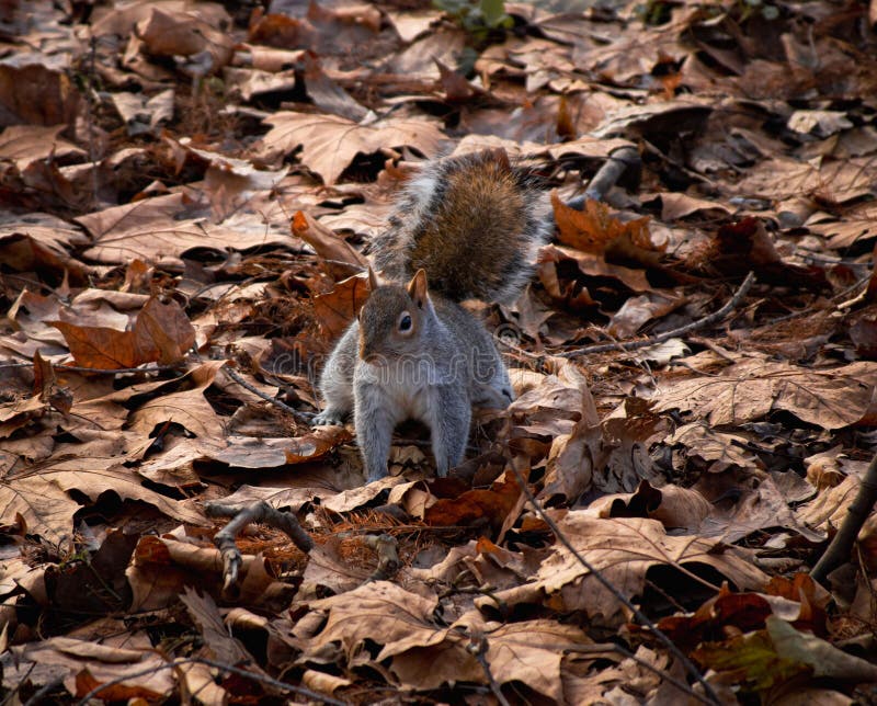 Cute Eastern Gray Squirrel in Nature during the Daytime Stock Image ...