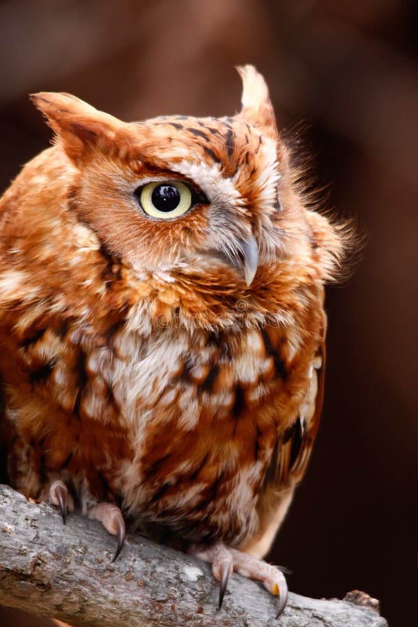 Cute Eastern Screech Owl Red Phase Stock Photo - Image of beak ...
