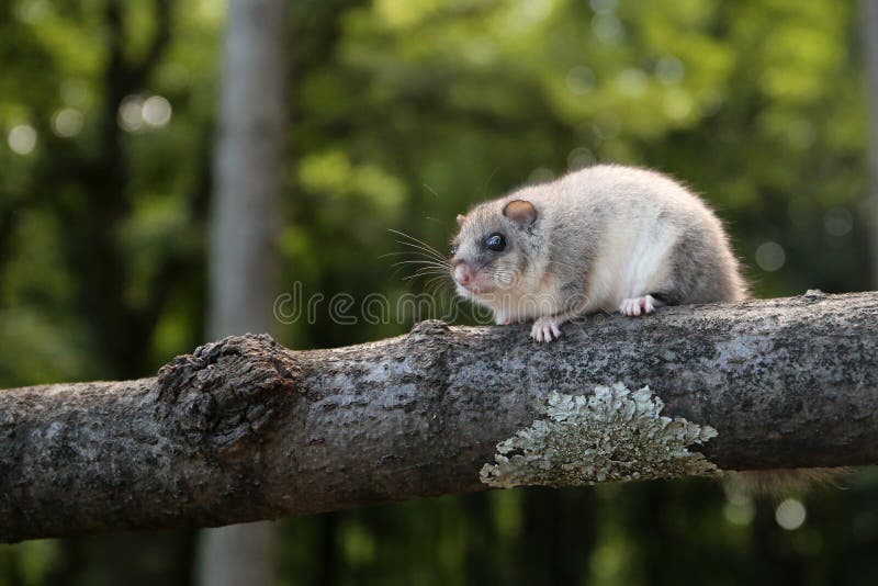 Cute Edible Dormouse, Glis Glis on the Branch Stock Photo - Image of ...