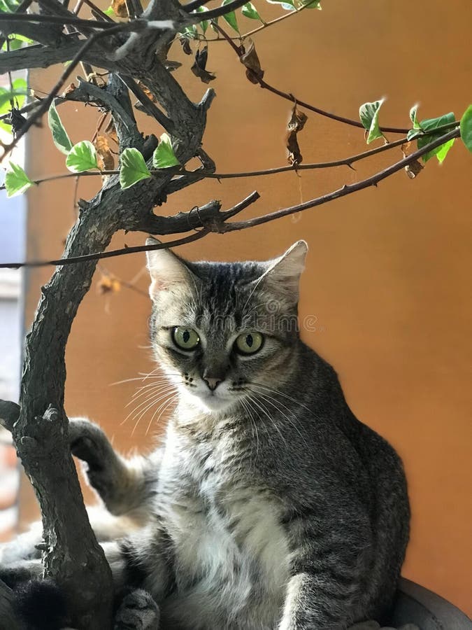 Cute Elegant Cat Posing in a Flower Pot on a Sunny Morning Stock Photo ...