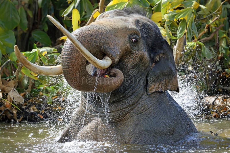 Cute Elephant Bathing in Water Stock Image - Image of forest, ears ...