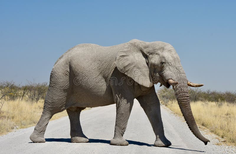Cute Elephant Crossing a Road Stock Photo - Image of wildlife, africa ...