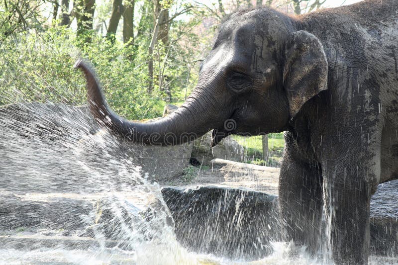 Cute Elephant Making Water Splash with Its Trunk Stock Image - Image of ...