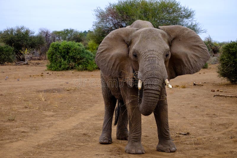 Cute Elephant Standing on the Sandy Ground in a Deserted Area Stock ...