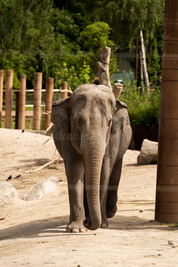 A Big Elephant is Walking in the Dry Grass Field with Mountains in the ...