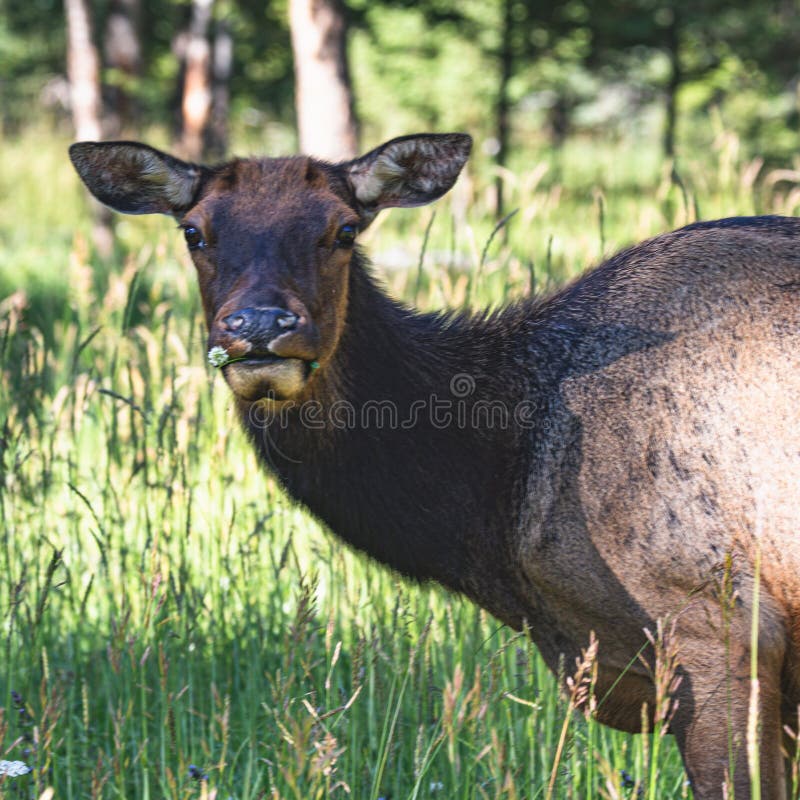 Cute Elk Looking in Camera while Grazind in a Meadow Stock Image ...