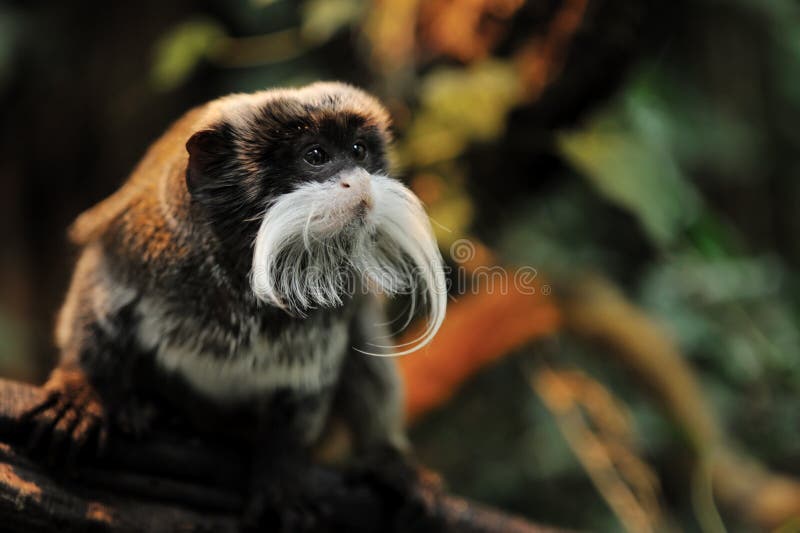Cute emperor tamarin stock image. Image of omnivore, juvenile - 11460093