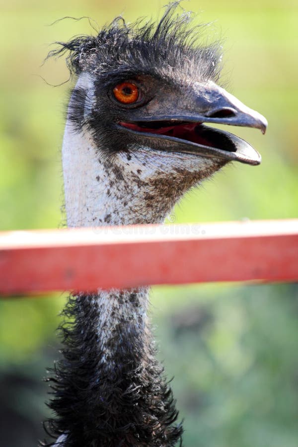 Cute Emu Portrait stock image. Image of captive, beak - 21140837