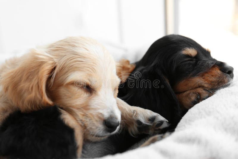 Cute English Cocker Spaniel Puppies Sleeping on Plaid Stock Photo ...