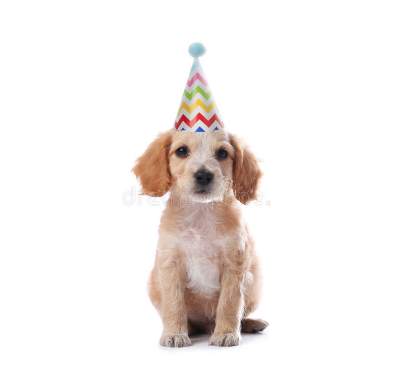 Happy Birthday Cocker Spaniel Stock Photos - Free & Royalty-Free Stock ...