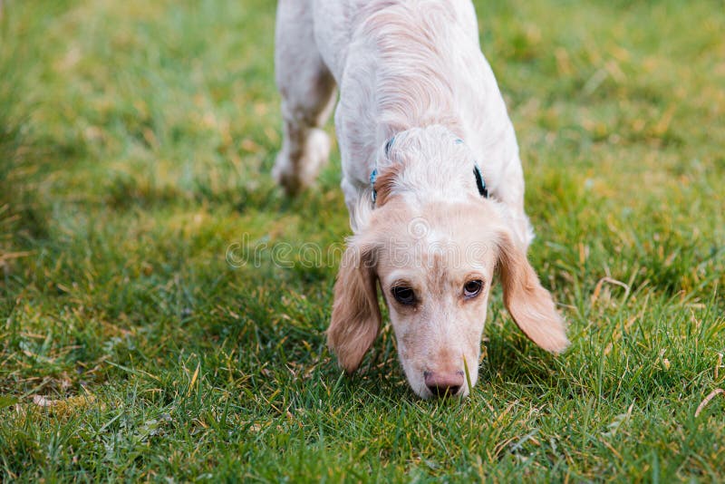 A Cute English Cocker Spaniel Puppy Dog Playing in a Garden Stock Photo ...