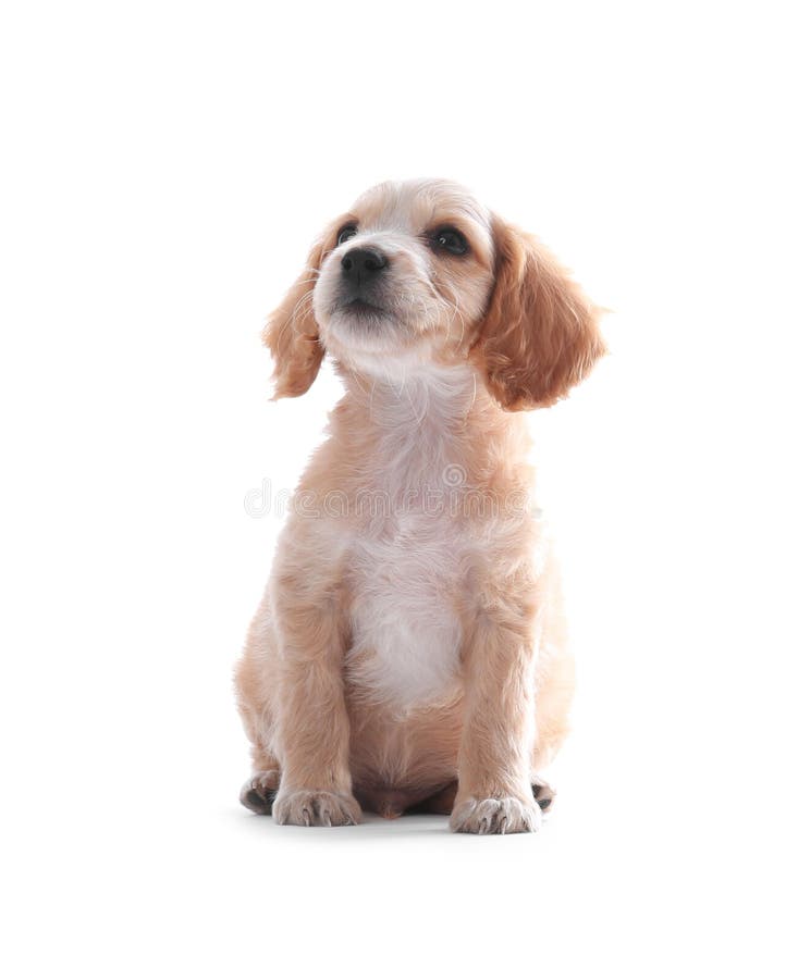 192 Beige English Cocker Spaniel Puppy Stock Photos - Free & Royalty ...