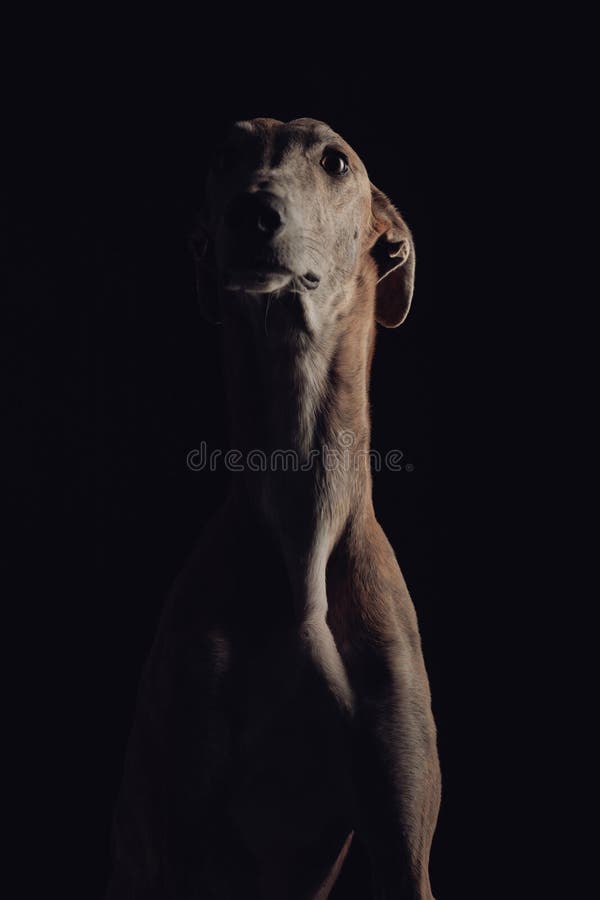 Cute English Greyhound Dog Sitting and Looking Forward Stock Photo ...