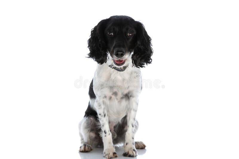 Cute English Springer Spaniel Dog Panting and Looking Down Stock Image ...