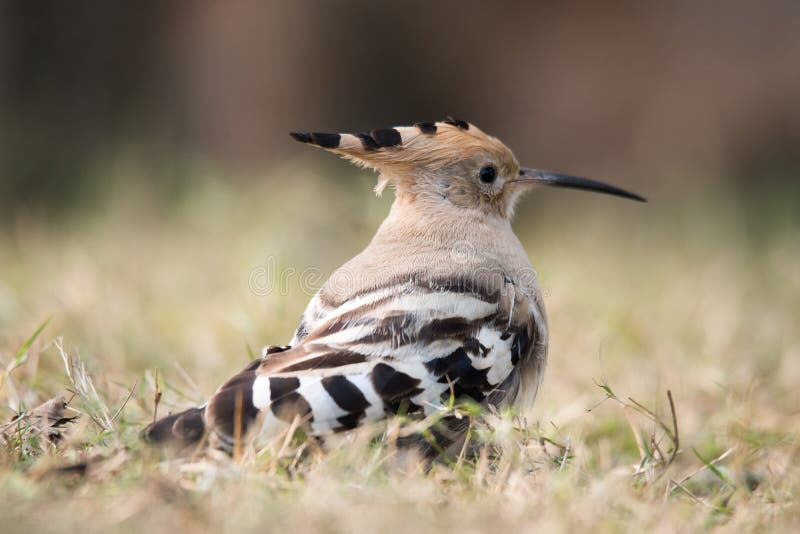 Cute Eurasian Hoopoe stock image. Image of hoopoe, food - 97855353