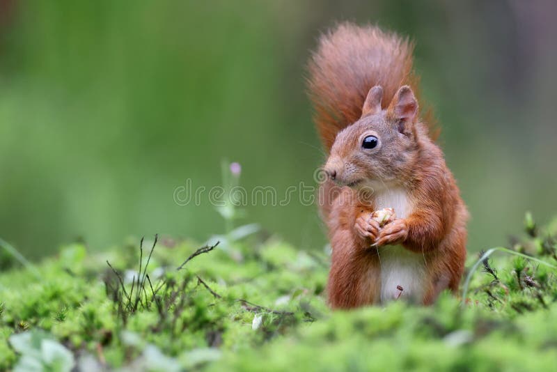 Cute Eurasian Red Squirrel in the Forest Stock Image - Image of funny ...