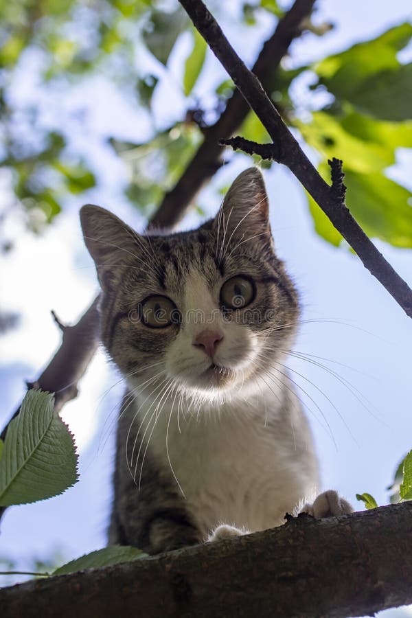 Cute European Cat Looking Down from a Tree Stock Image - Image of ...