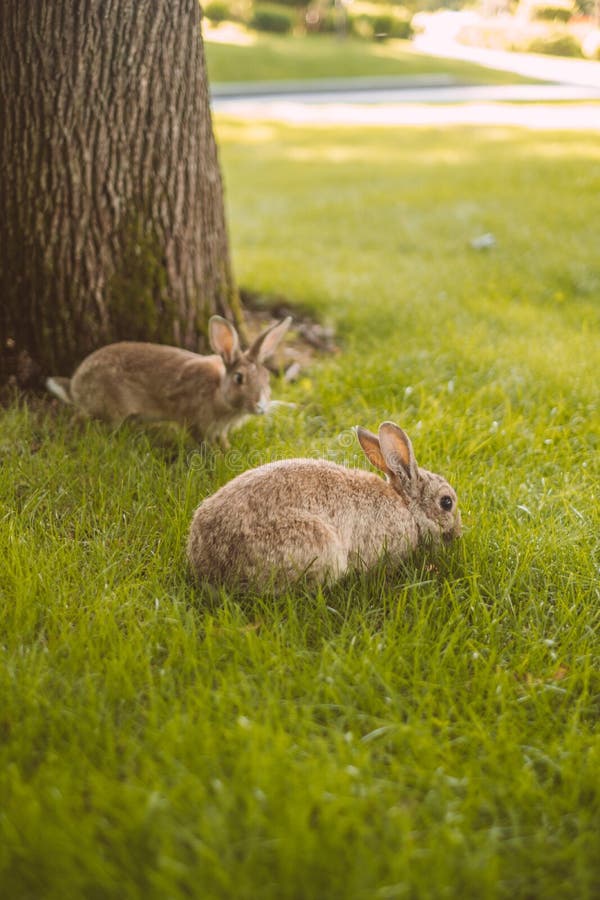 European rabbits stock image. Image of european, brown - 38763123