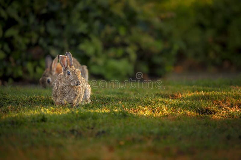 Cute European Rabbits in the Green Field Stock Image - Image of brown ...