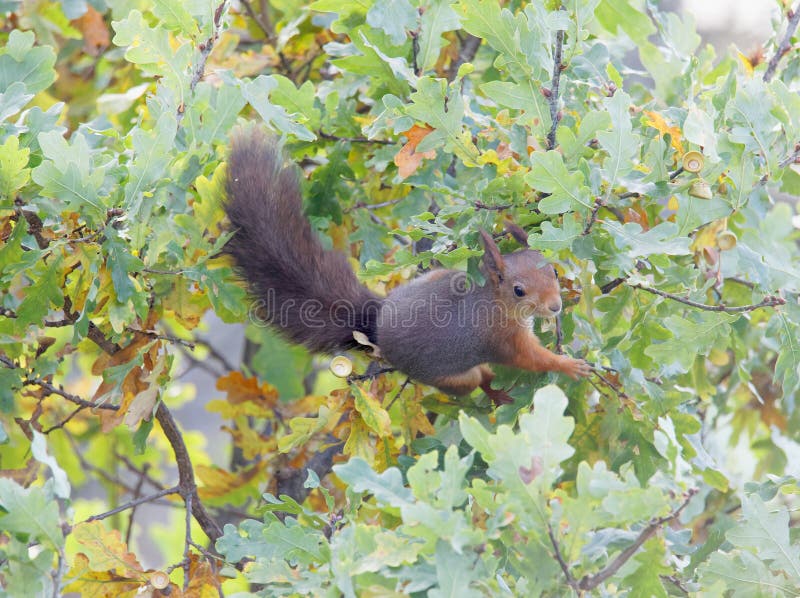 1,128 Oak Squirrel Tree Stock Photos - Free & Royalty-Free Stock Photos ...
