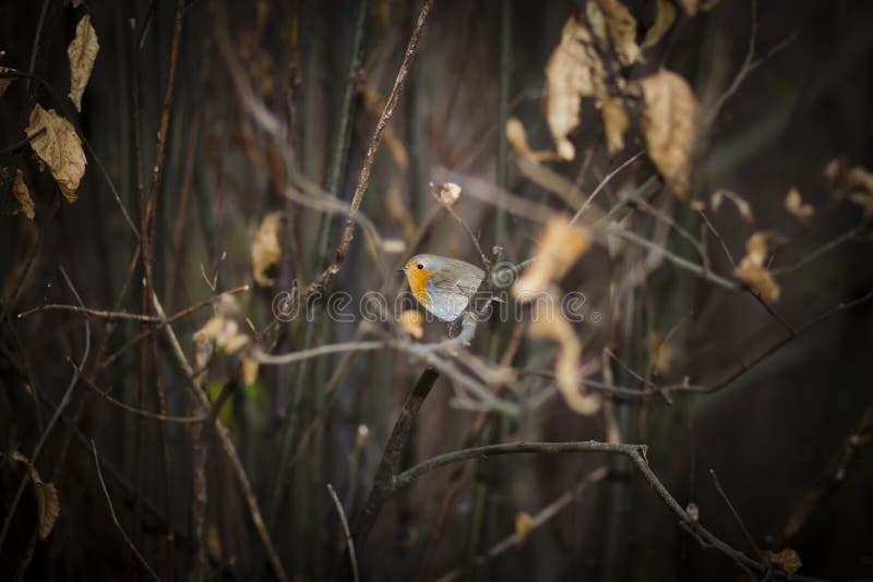 Bird between Branches stock image. Image of winter, european - 22988175