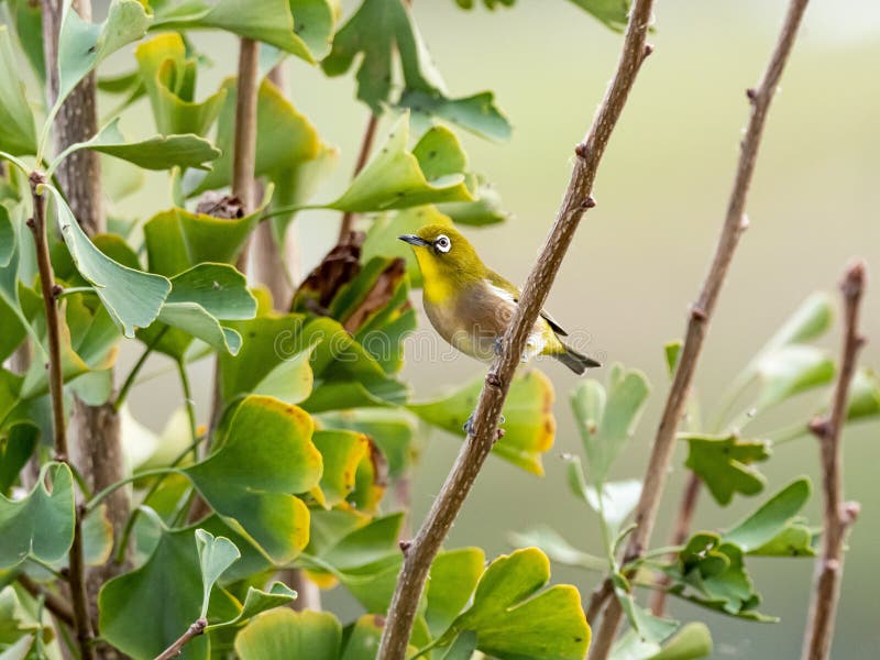 Cute Exotic Bird Standing on a Tree Branch in the Middle of the Forest ...