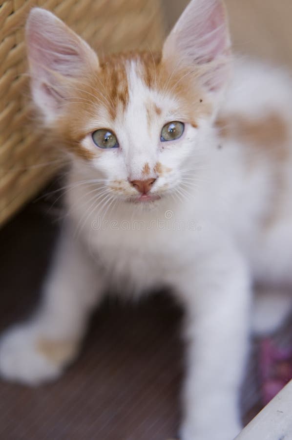 Cute eyes! stock photo. Image of domesticated, play, playfulness - 10411462